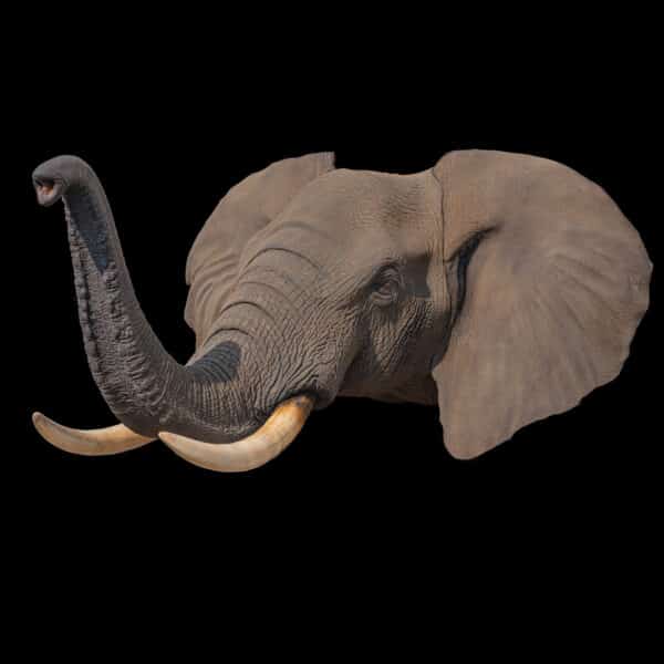 ELEPHANT Taxidermy South Africa | Get ELEPHANT Trophy Quote