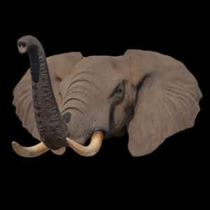 ELEPHANT Taxidermy South Africa | Get ELEPHANT Trophy Quote