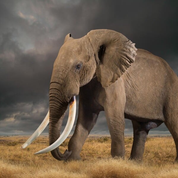 Elephant Foot Table - DD063 Archives - Life-form Taxidermy