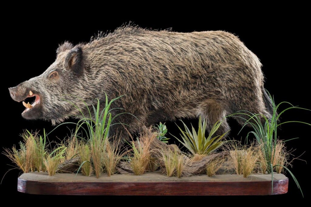 WILD BOAR Taxidermy South Africa - Life-form Taxidermy