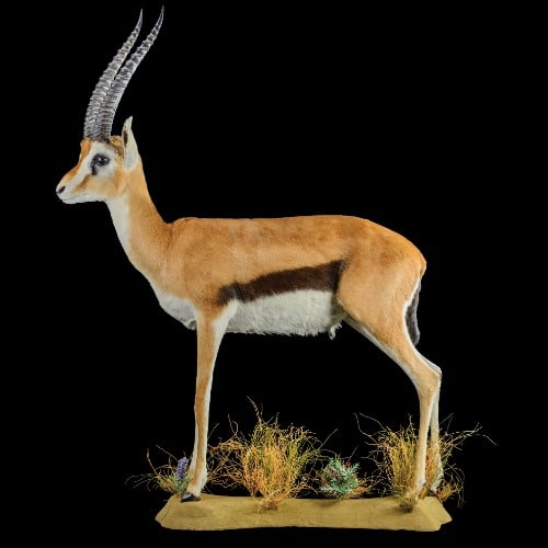 GAZELLE Taxidermy South Africa - Life-form Taxidermy
