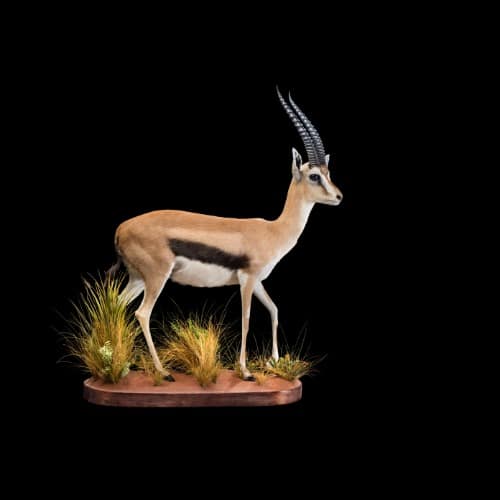 GAZELLE Taxidermy South Africa - Life-form Taxidermy
