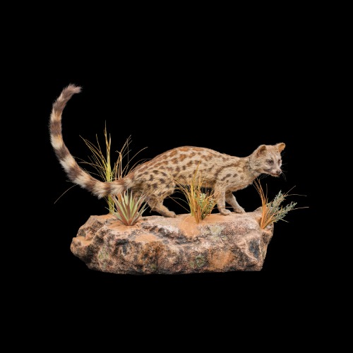 GENET Taxidermy South Africa - Life-form Taxidermy