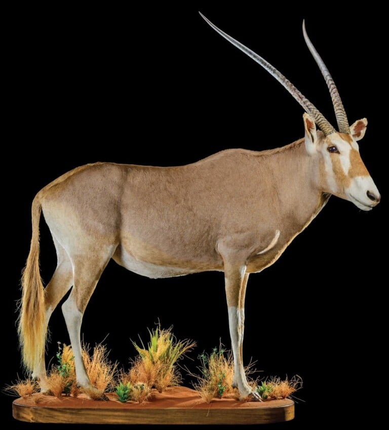 GEMSBUCK Taxidermy South Africa | Get GEMSBUCK Trophy Quote