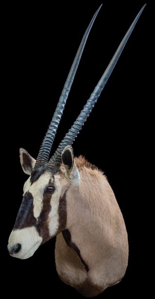 GEMSBUCK Taxidermy South Africa | Get GEMSBUCK Trophy Quote