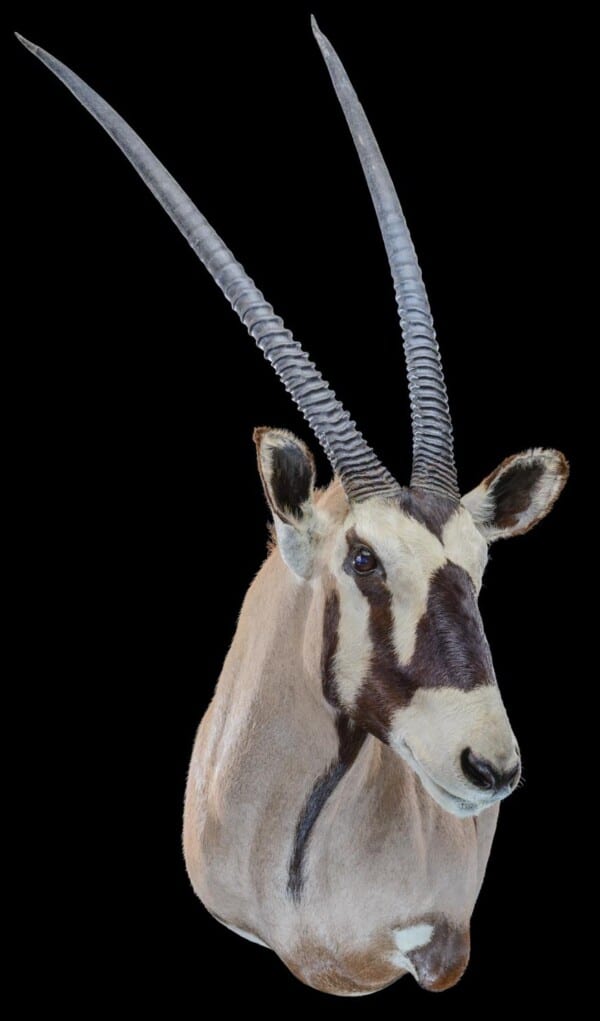 GEMSBUCK Taxidermy South Africa | Get GEMSBUCK Trophy Quote