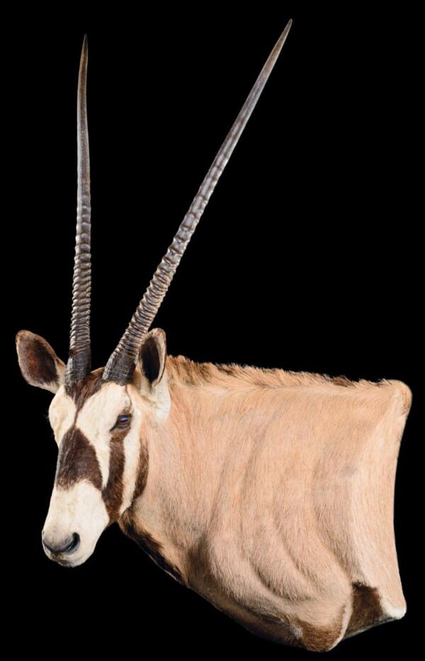 GEMSBUCK Taxidermy South Africa | Get GEMSBUCK Trophy Quote