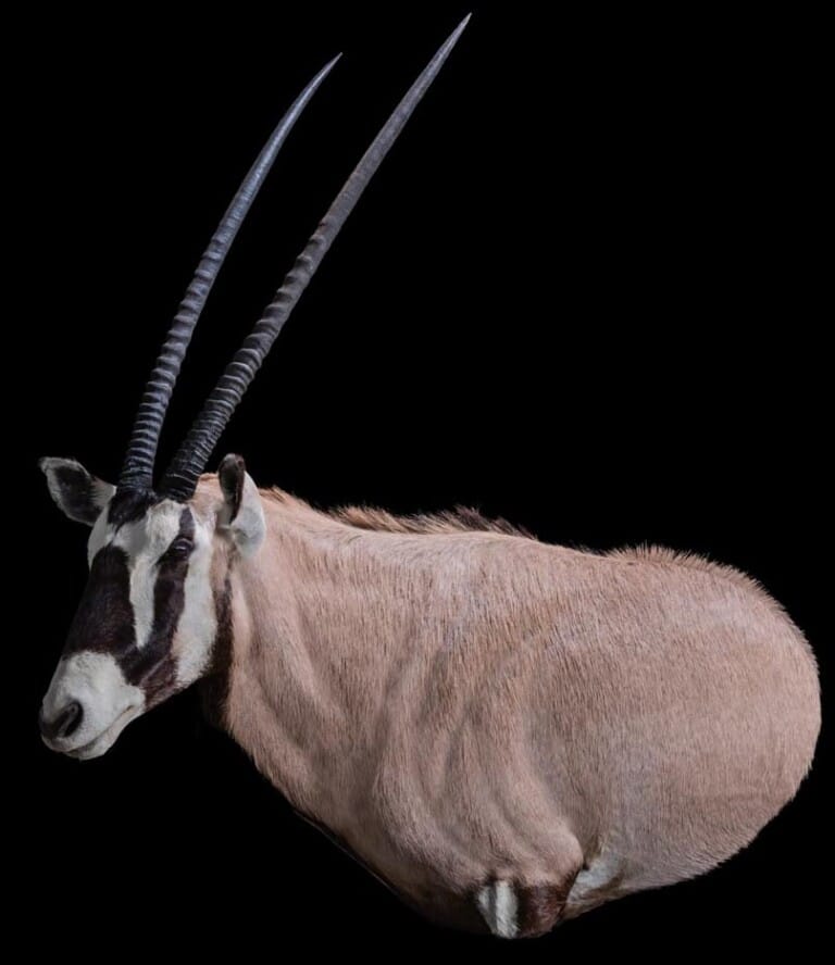 GEMSBUCK Taxidermy South Africa | Get GEMSBUCK Trophy Quote