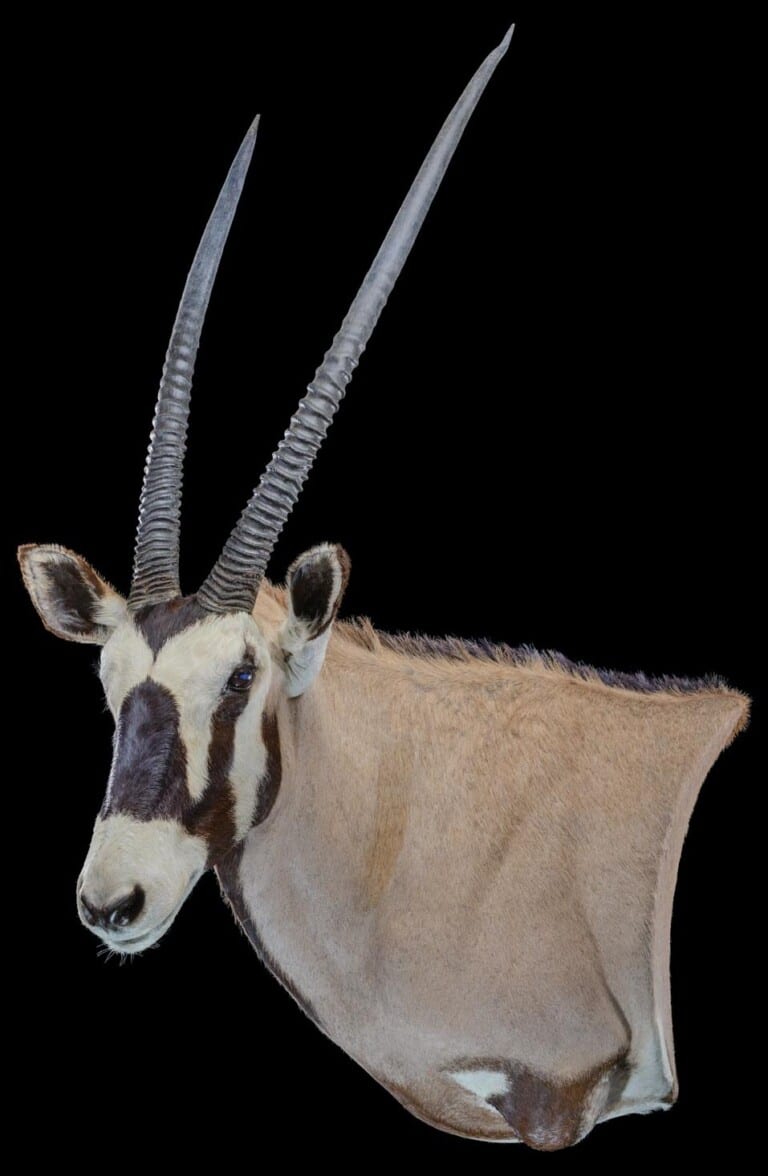 GEMSBUCK Taxidermy South Africa | Get GEMSBUCK Trophy Quote