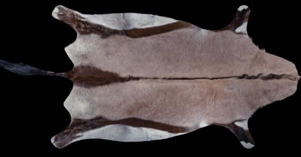 GEMSBUCK Taxidermy South Africa | Get GEMSBUCK Trophy Quote