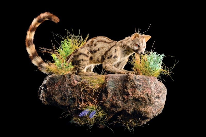 GENET Taxidermy South Africa | Get GENET Trophy Quote