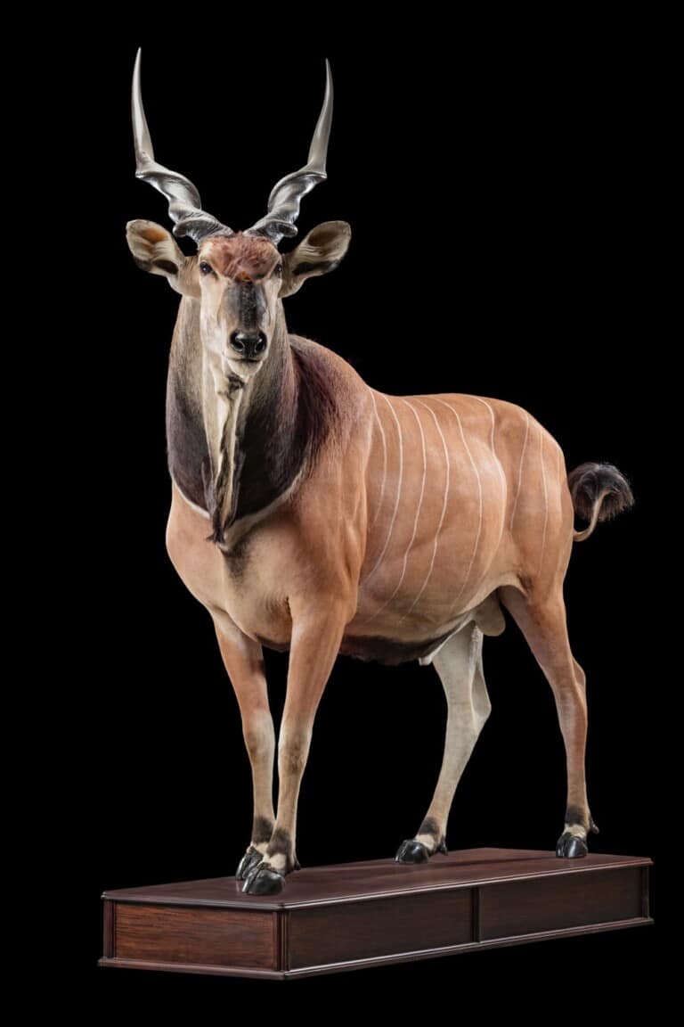 ELAND Taxidermy South Africa | Get ELAND Trophy Quote