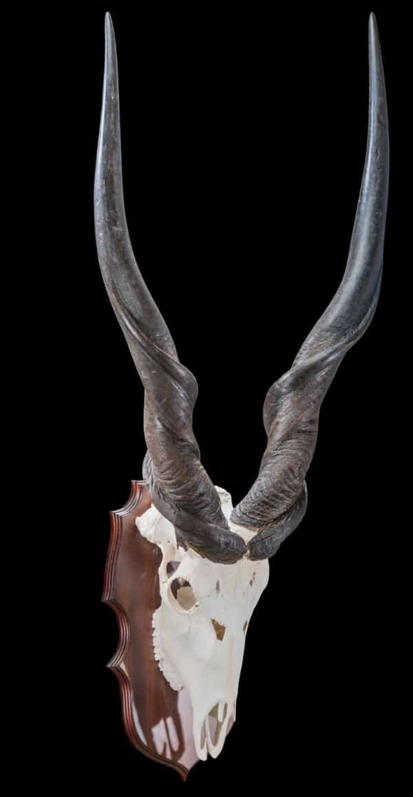 ELAND Taxidermy South Africa | Get ELAND Trophy Quote