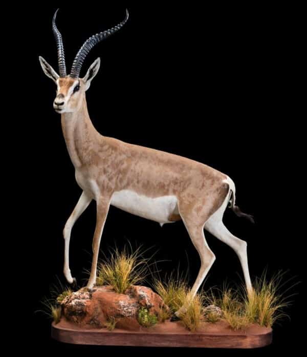 GAZELLE Taxidermy South Africa | Get GAZELLE Trophy Quote