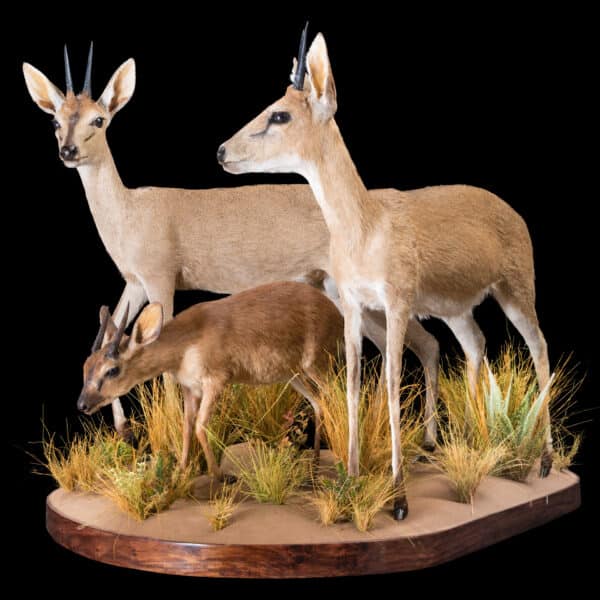 SUNI Taxidermy South Africa | Get SUNI Trophy Quote