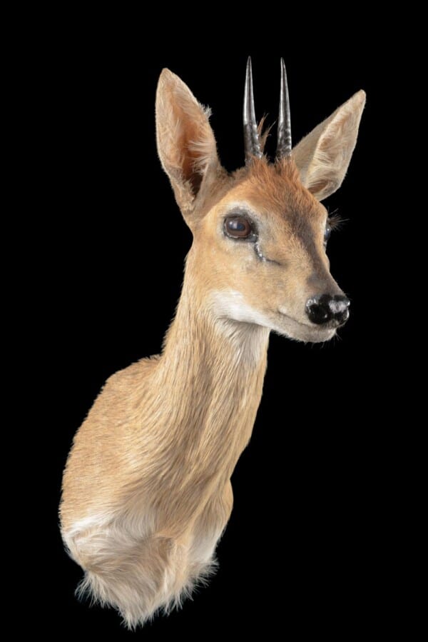 DUIKER Taxidermy South Africa | Get DUIKER Trophy Quote