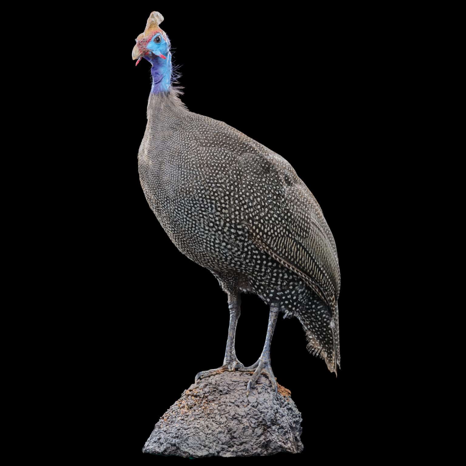 BIRDS Taxidermy South Africa | Get BIRDS Trophy Quote
