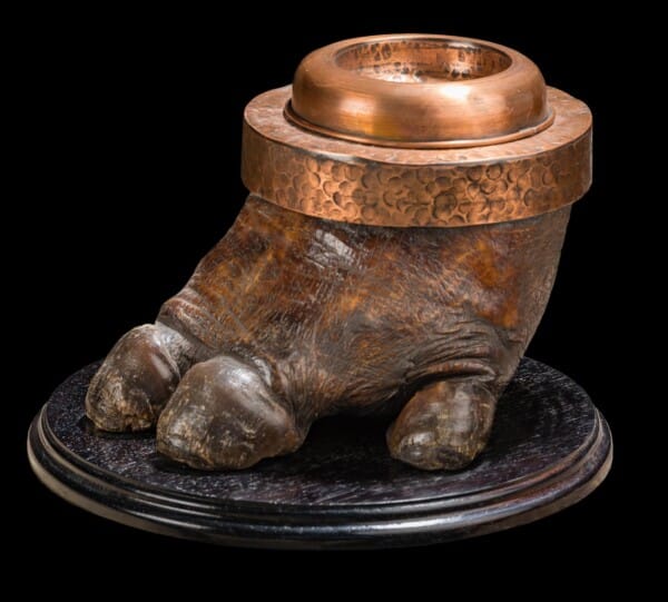 HIPPO Taxidermy South Africa | Get HIPPO Trophy Quote