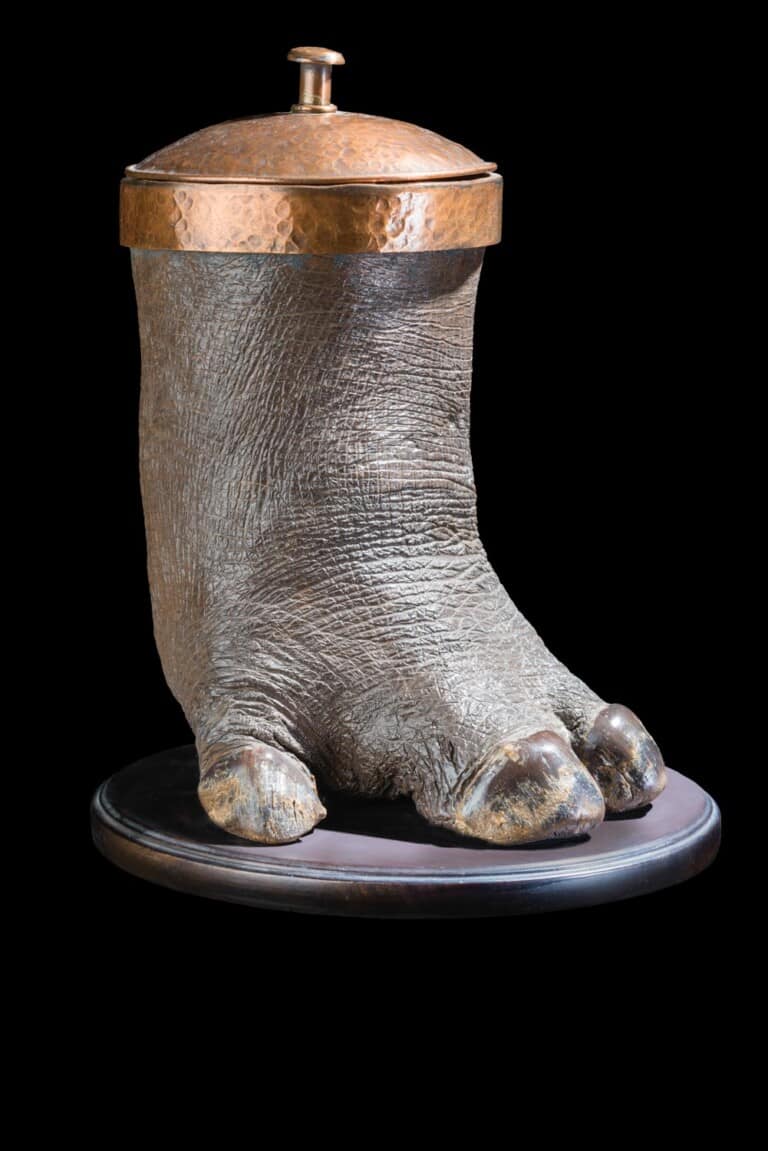 HIPPO Taxidermy South Africa | Get HIPPO Trophy Quote