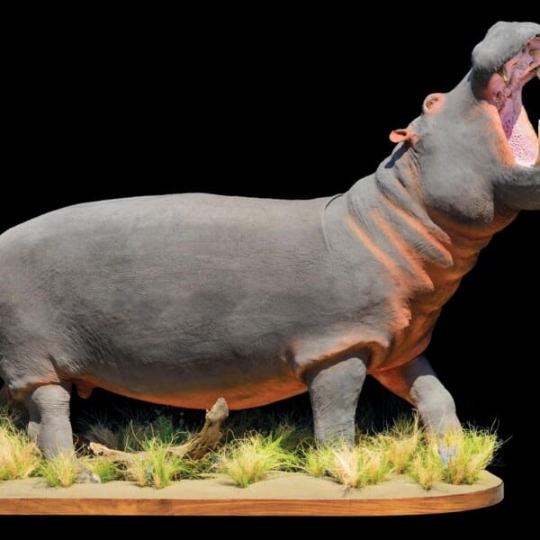 Hippo Foot Ashtray - GG165 Archives - Life-form Taxidermy