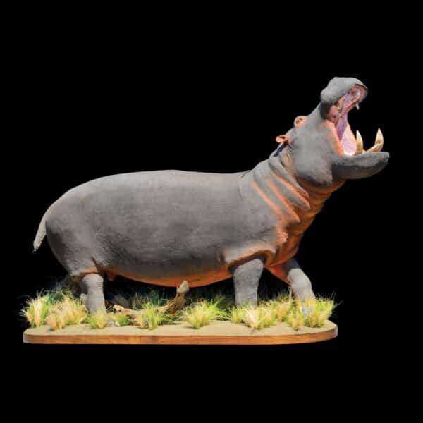 BABOON Taxidermy South Africa | Get BABOON Trophy Quote