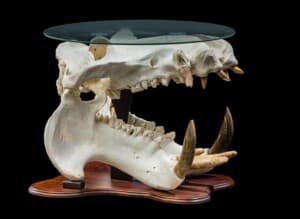 HIPPO Taxidermy South Africa | Get HIPPO Trophy Quote