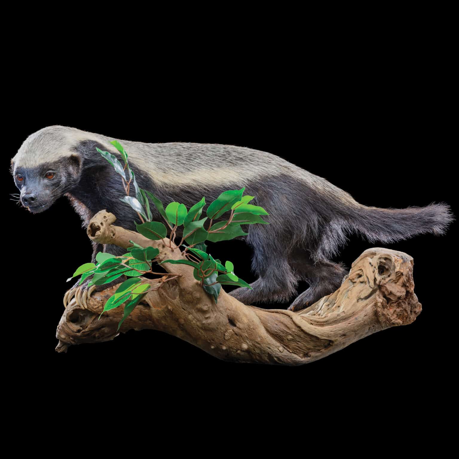 BADGER Taxidermy South Africa | Get BADGER Trophy Quote