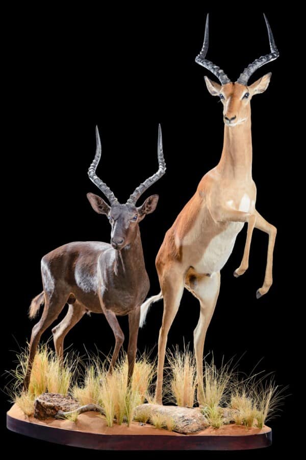 IMPALA Taxidermy South Africa | Get IMPALA Trophy Quote