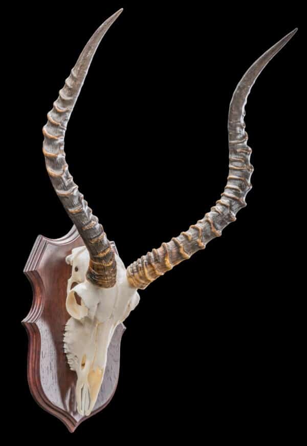 IMPALA Taxidermy South Africa | Get IMPALA Trophy Quote