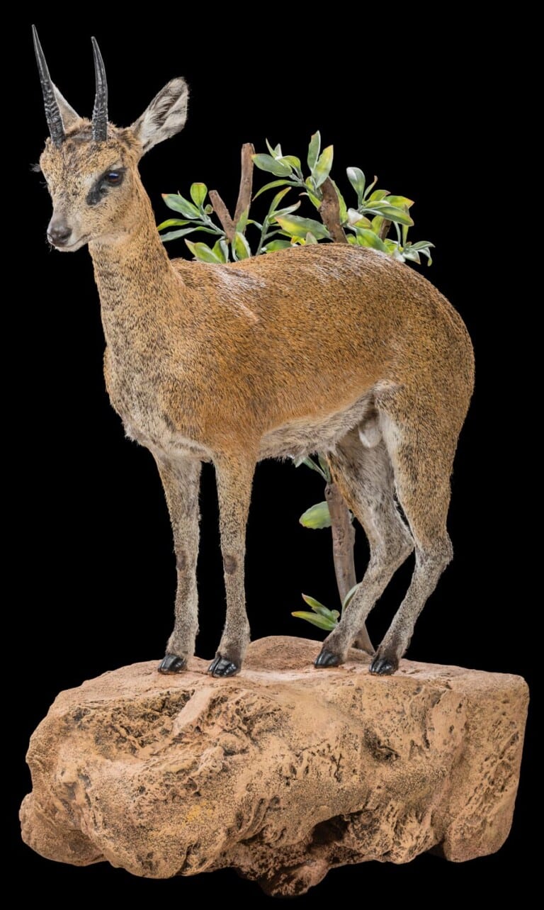 KLIPSPRINGER Taxidermy South Africa - Life-form Taxidermy