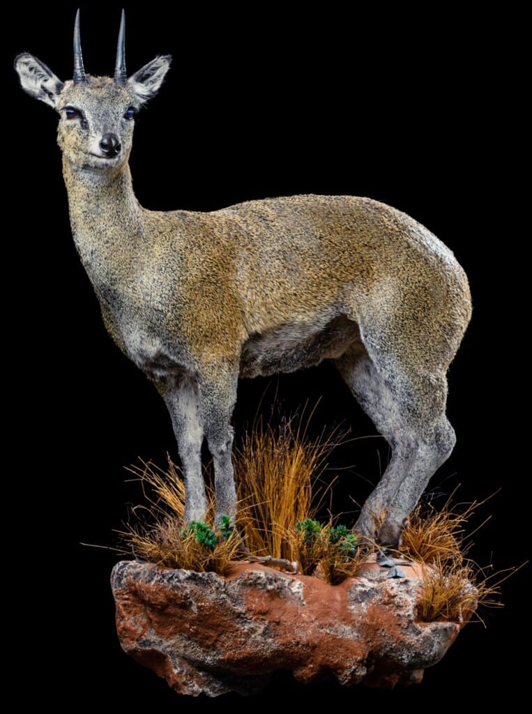 KLIPSPRINGER Taxidermy South Africa - Life-form Taxidermy
