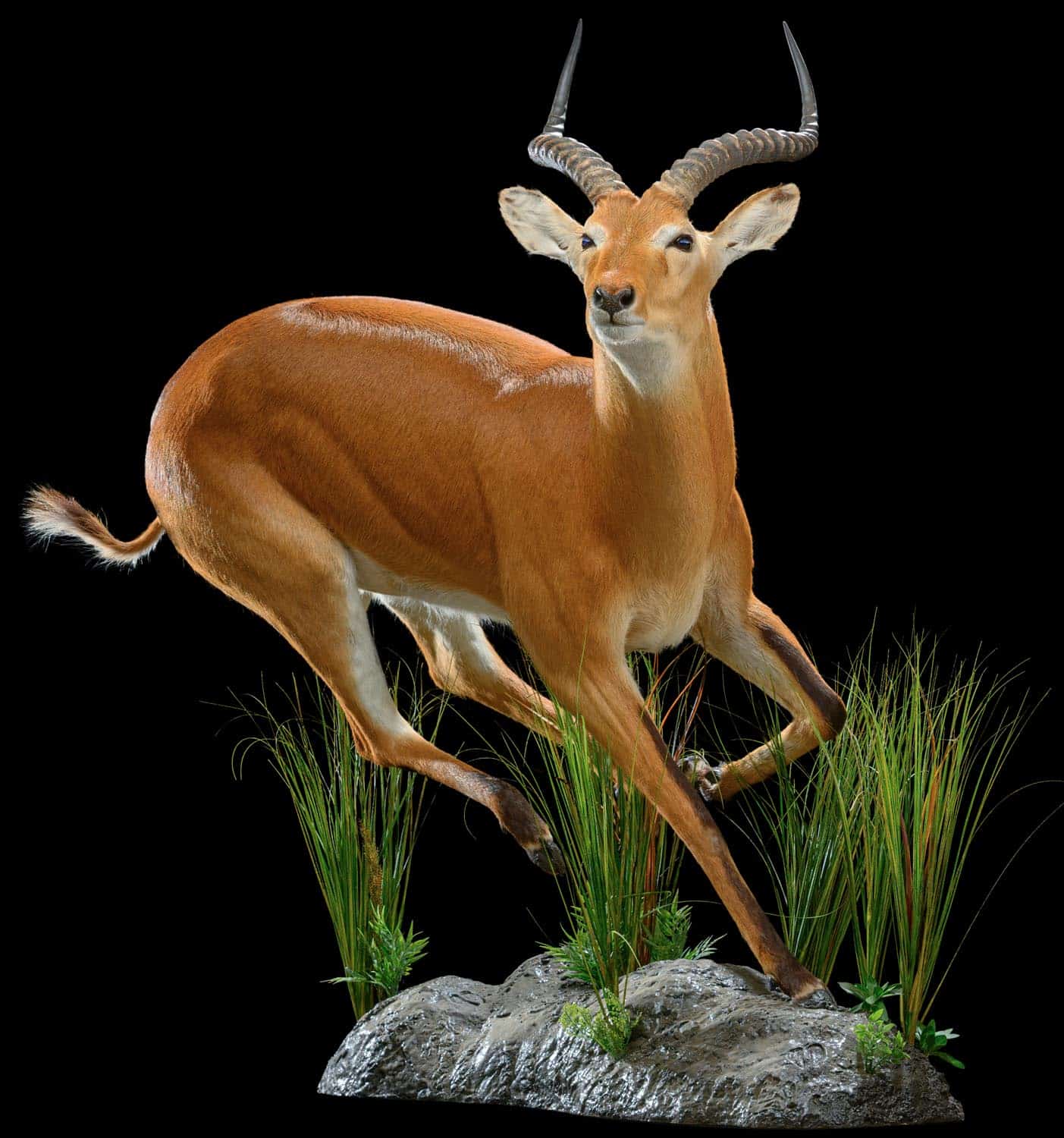 KOB Taxidermy South Africa - Life-form Taxidermy