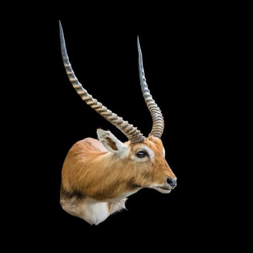 LECHWE Taxidermy South Africa - Life-form Taxidermy
