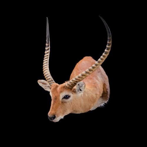 LECHWE Taxidermy South Africa - Life-form Taxidermy