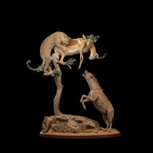 LEOPARD - Life-form Taxidermy