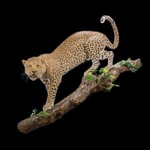 LEOPARD - Life-form Taxidermy