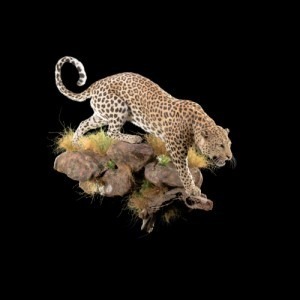 LEOPARD - Life-form Taxidermy