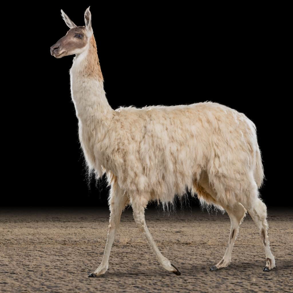 LLAMA Taxidermy South Africa | Get LLAMA Trophy Quote