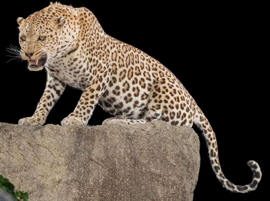 LEOPARD Taxidermy South Africa | Get LEOPARD Trophy Quote