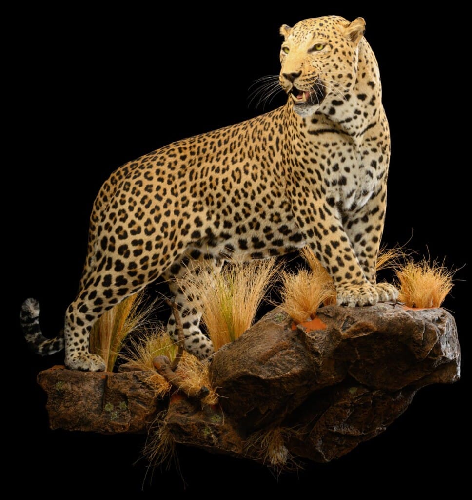 LEOPARD Taxidermy South Africa | Get LEOPARD Trophy Quote