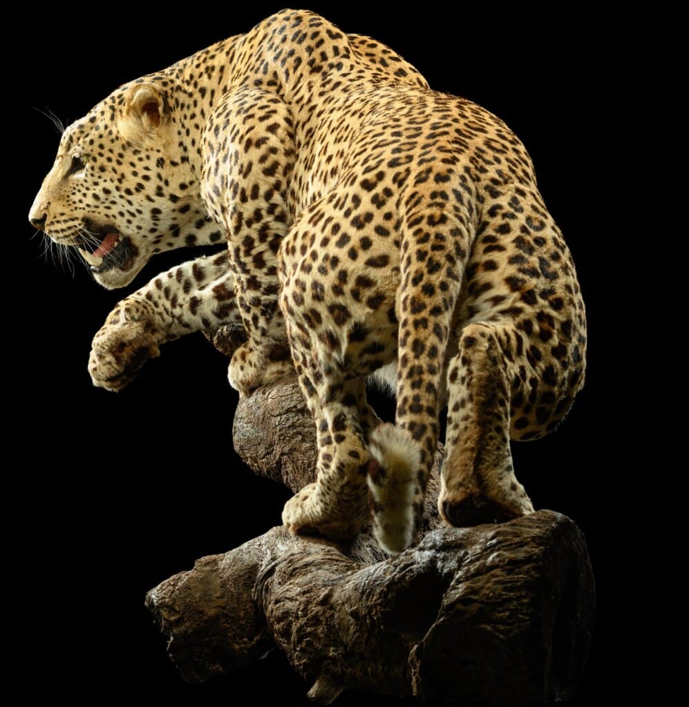 LEOPARD Taxidermy South Africa | Get LEOPARD Trophy Quote