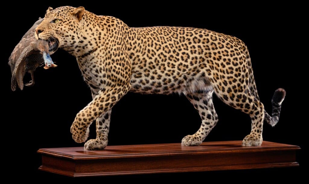LEOPARD Taxidermy South Africa | Get LEOPARD Trophy Quote