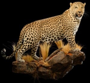 LEOPARD Taxidermy South Africa | Get LEOPARD Trophy Quote