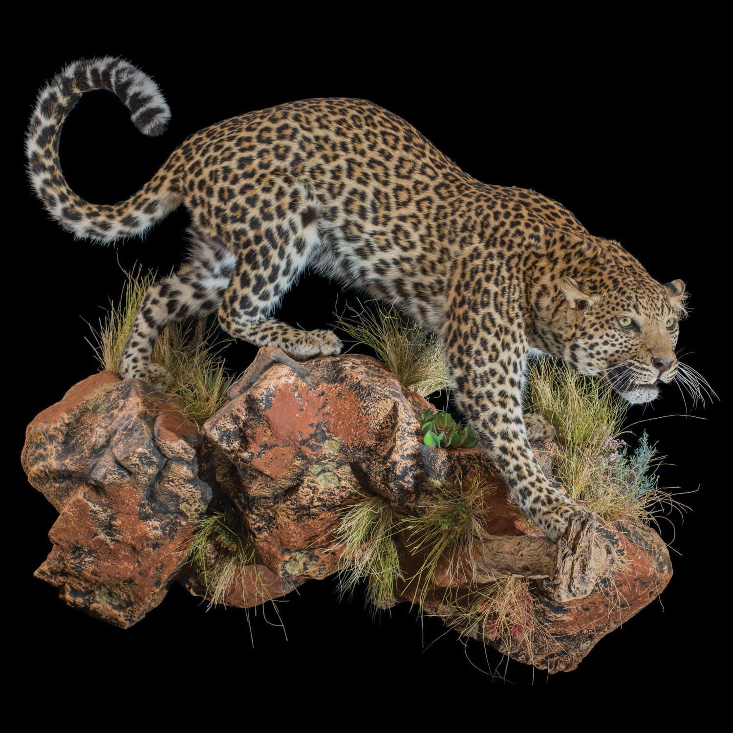 LEOPARD Taxidermy South Africa | Get LEOPARD Trophy Quote