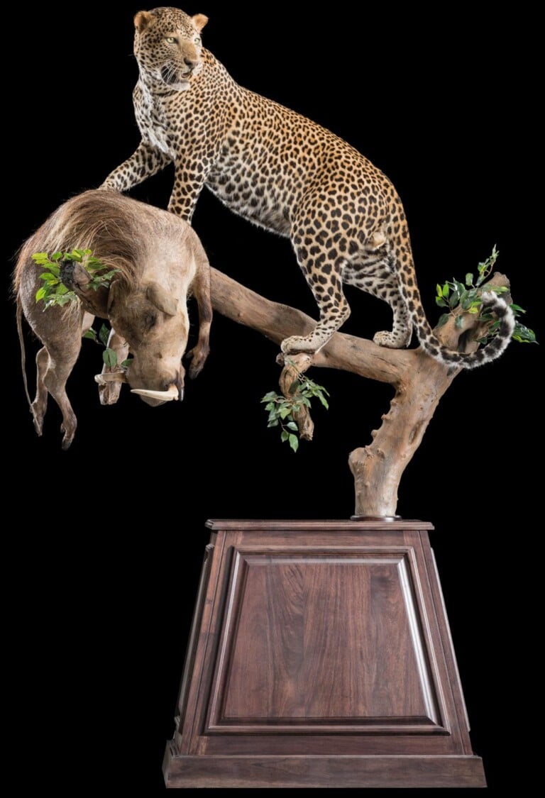 LEOPARD Taxidermy South Africa | Get LEOPARD Trophy Quote