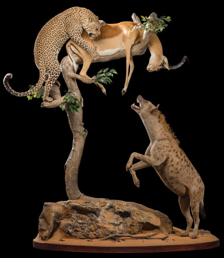 LEOPARD Taxidermy South Africa | Get LEOPARD Trophy Quote