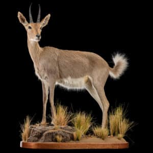 REEDBUCK Taxidermy South Africa | Get REEDBUCK Trophy Quote