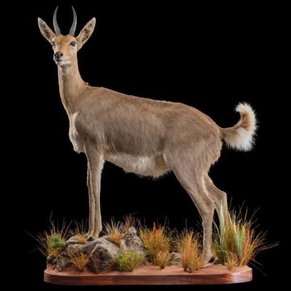 REEDBUCK Taxidermy South Africa | Get REEDBUCK Trophy Quote