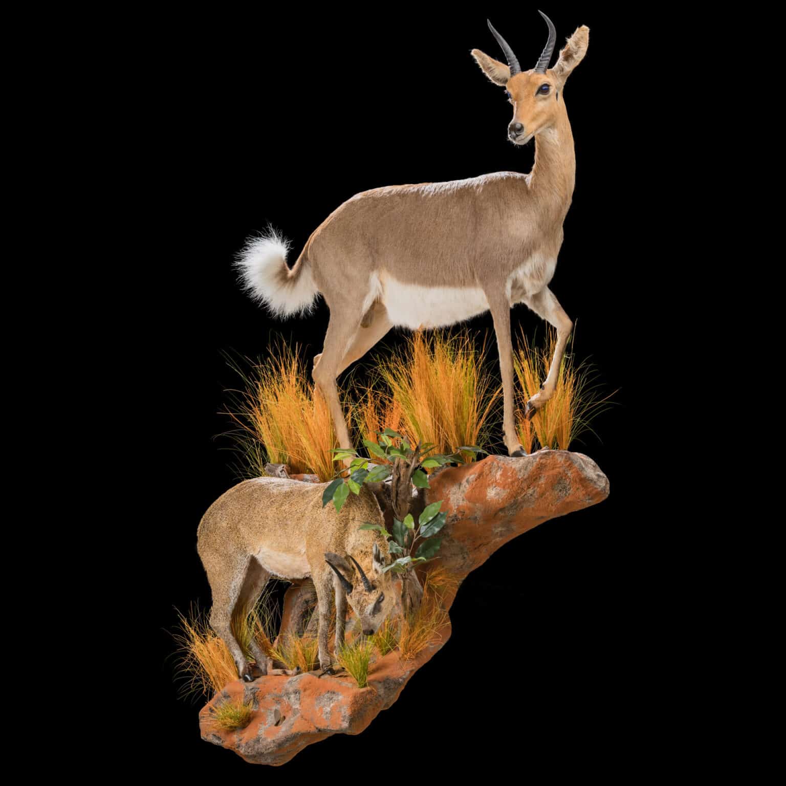 REEDBUCK Taxidermy South Africa | Get REEDBUCK Trophy Quote
