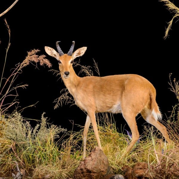 REEDBUCK Taxidermy South Africa | Get REEDBUCK Trophy Quote